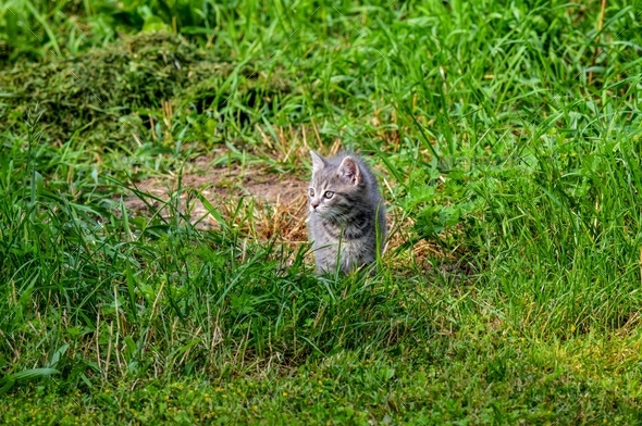 Fluffy baby cat in the green grass Stock Photo by lucijak1 | PhotoDune
