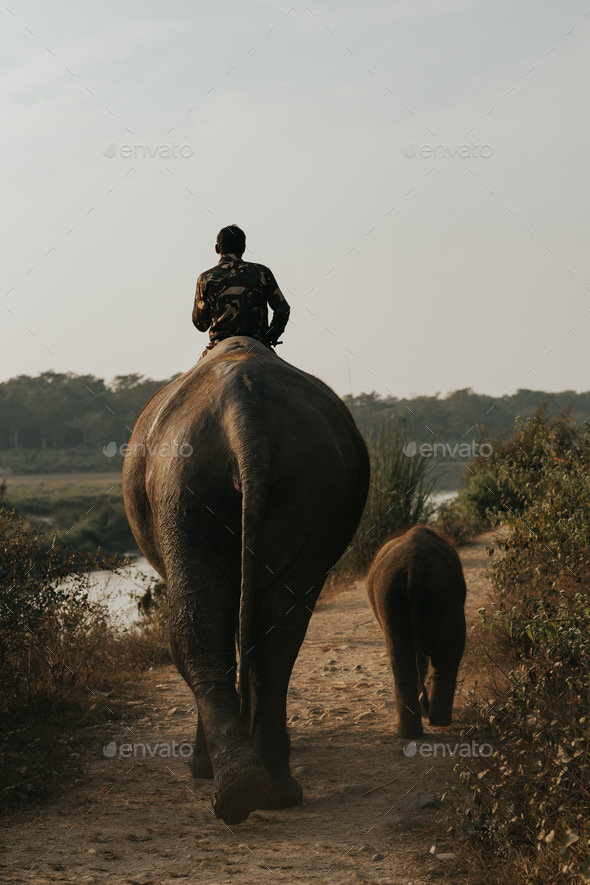Man riding an elephant with a baby elephant on the right side Stock ...