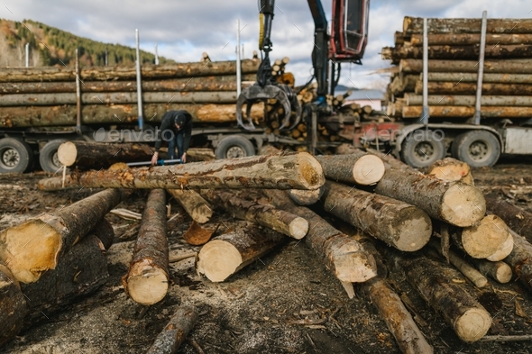 Crane loading wood into wood truck with big piles of timbers in ...