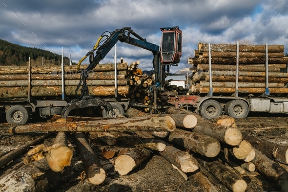 Crane loading wood into wood truck with big piles of timbers in ...
