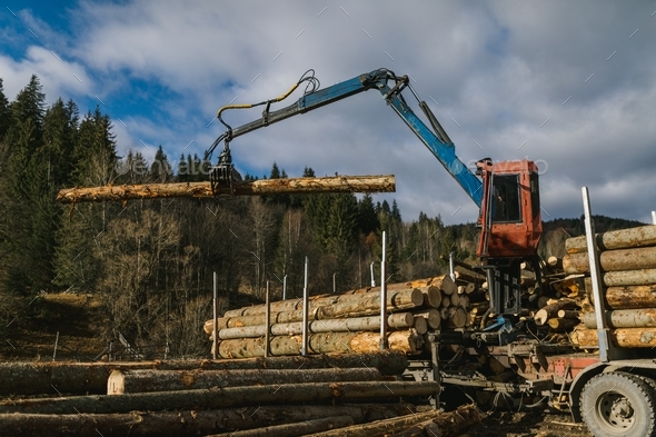 Crane loading wood into wood truck with big piles of timbers into trunk ...