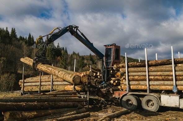 Crane loading wood into wood truck with big piles of timbers in ...