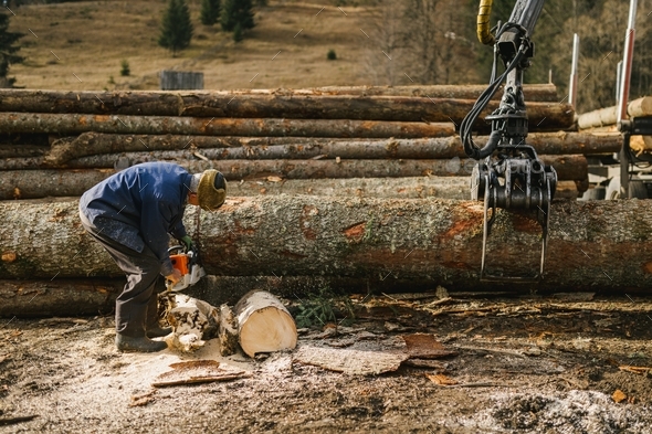 Worker cutting a fir tree with the chainsaw having the grapple hook ...