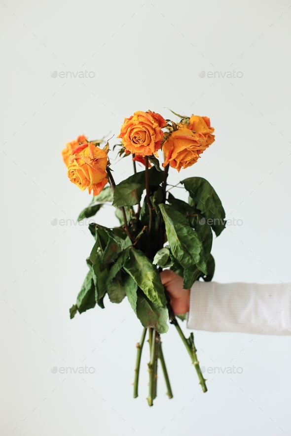 Dried orange roses on a white background. Rose herbarium. Bouquet of ...