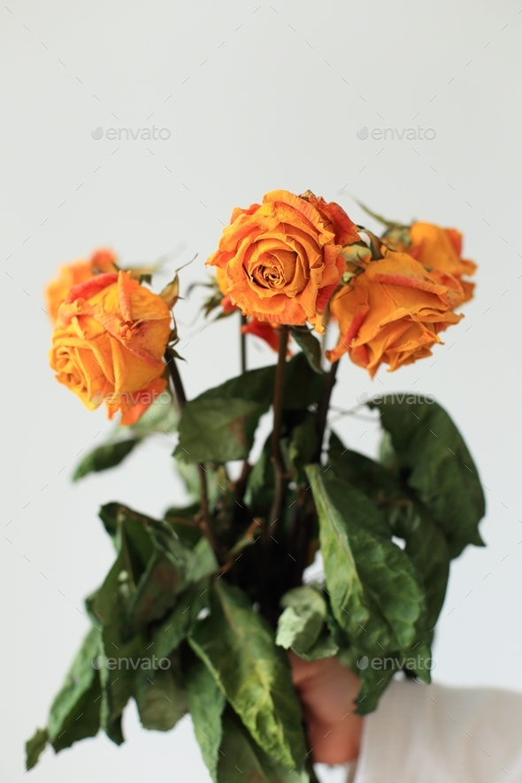 Dried orange roses on a white background. Rose herbarium. Bouquet of ...