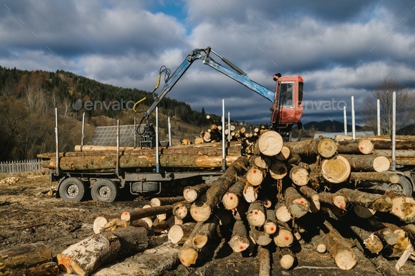 Crane loading wood into wood truck with big piles of timbers in ...