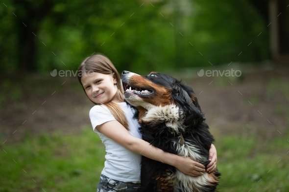 Child hugs Bernese Mountain Dog pet in the park outdoor, kids and ...
