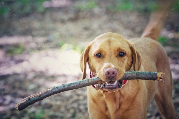 Hey funny pet image of a Labrador dog carrying a very large Dick in its ...