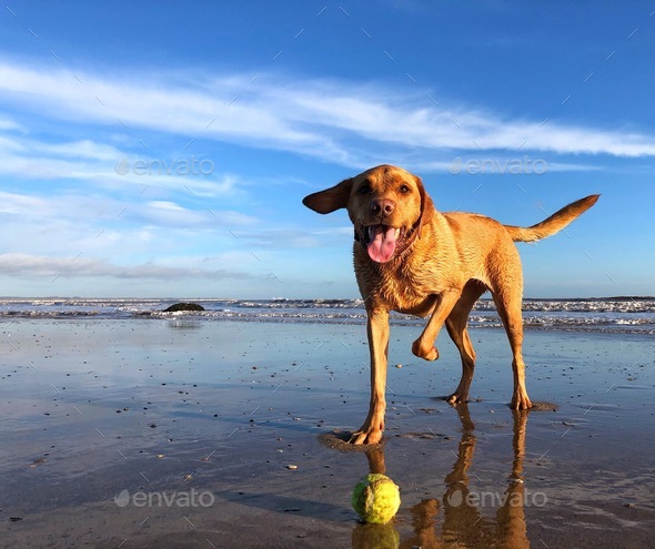 A fit and active Labrador dog playing fetch on a windy beach NOMINATED ...