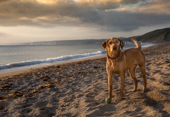fit and active yellow Labrador retriever dog standing on a sandy beach ...