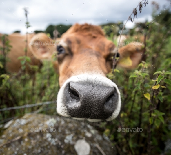 A close up of a dairy cow’s face showing its big nose and mouth in a ...