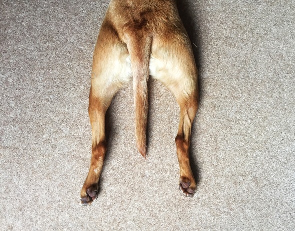 Looking Down onto the outstretched legs of pet Labrador dog showing ...