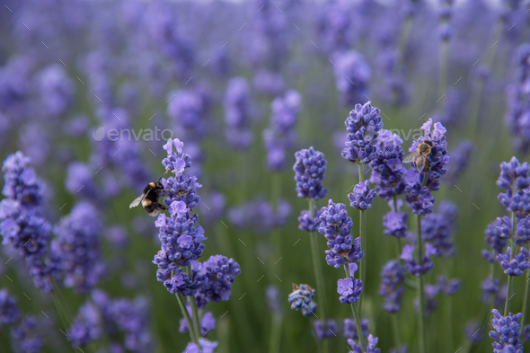 Full frame Honeybees and bee on lavender flowers in a pollination ...