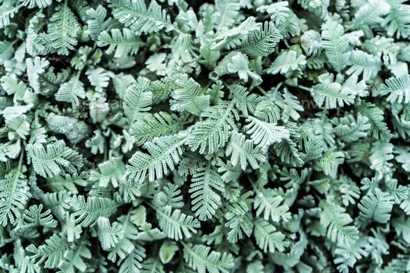 Tanacetum densum (Partridge Feather) background Stock Photo by ...