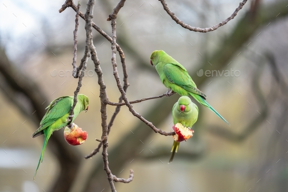 Parakeets of London Stock Photo by Powerofphotos | PhotoDune