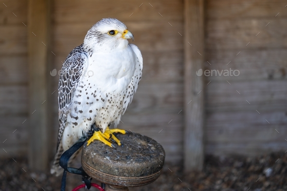 White morph Gyr Falcon Stock Photo by Powerofphotos | PhotoDune