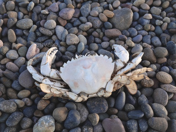 Crab shell on beach Stock Photo by Danibaal | PhotoDune