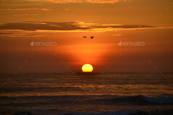 Silhouettes of birds flying over sunset at beach in Ecuador Stock Photo ...
