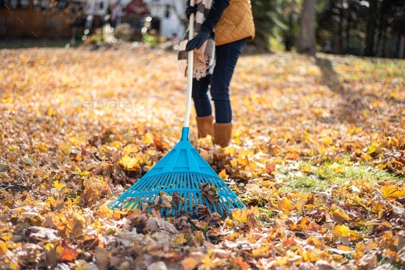 People raking leaves Stock Photo by davidprahl | PhotoDune