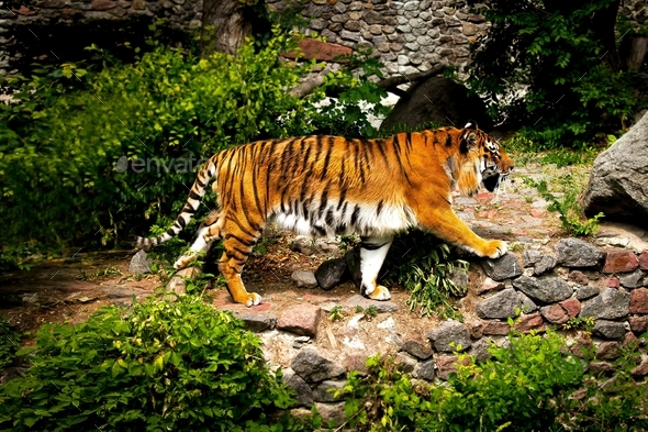 Forceful large siberian tiger walking on the rock with green area in ...