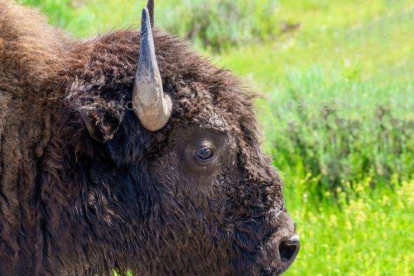 Buffalo face closeup Stock Photo by davidprahl | PhotoDune