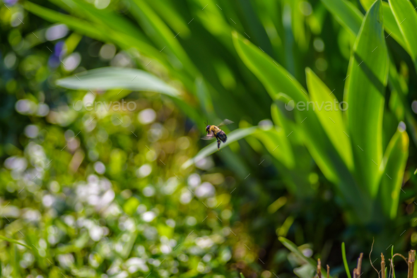Bumblebee in flight Stock Photo by davidprahl | PhotoDune