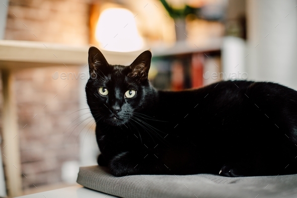 Black cat looking handsome Stock Photo by photographerkari | PhotoDune