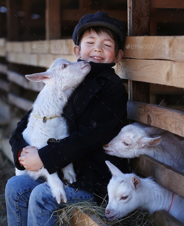 sympathetic boy with freckles with goats. goat licks boy Stock Photo by ...
