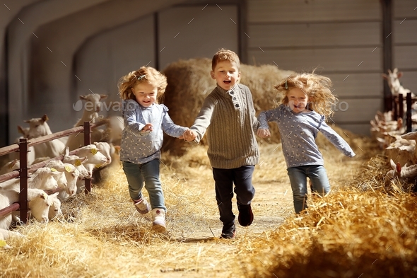 children run around the farm with goats. many kids and goats Stock ...