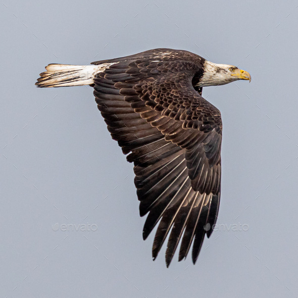 Bald eagle up close Stock Photo by zoomsbyooms | PhotoDune