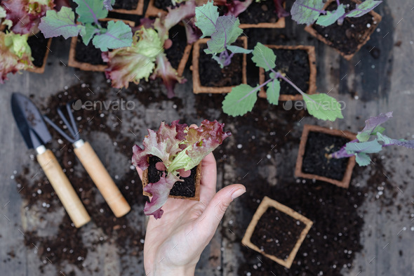 preparing seedlings for planting Stock Photo by souslesoleil | PhotoDune
