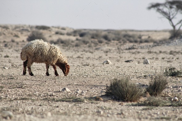 Sheepishly, sheep, nature, Qatar, desert, explore Qatar, animal ...