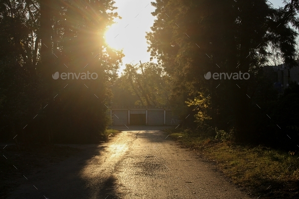 Sunset. Golden hour. Neighborhood. Neighbor. Trees and sun. Summer time ...