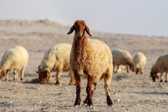 Wild goat in desert of Middle East, Visit Qatar, explore Qatar, desert ...