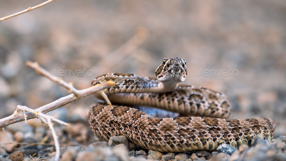 Prairie Rattler Stock Photo by ChrisFloresFoto | PhotoDune