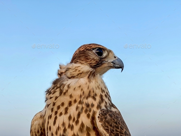 Falcon of Qatar, visit Qatar,explore Qatar, birds, Shaheen, beautiful ...