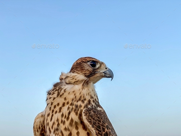 Falcon of Qatar, Visit Qatar, explore Qatar, Shaheen, beautiful bird ...
