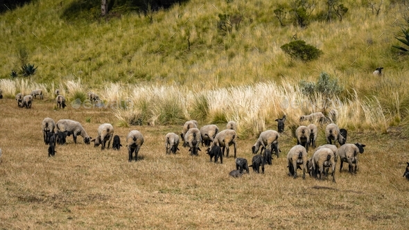 Sheep. Grassland. Countryside. Animal. Flock of sheep. Mountain sheep . Stock Photo by ashiqkhan