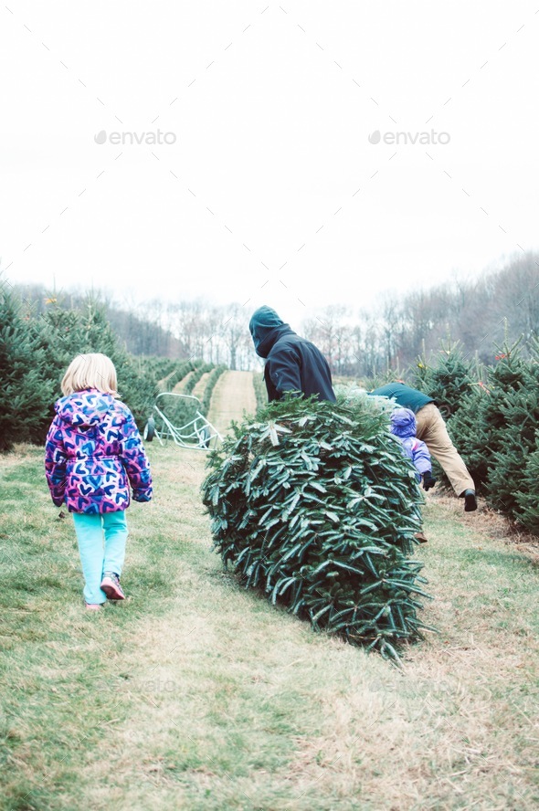 Pulling the Christmas tree Stock Photo by Aschmidt0073 | PhotoDune
