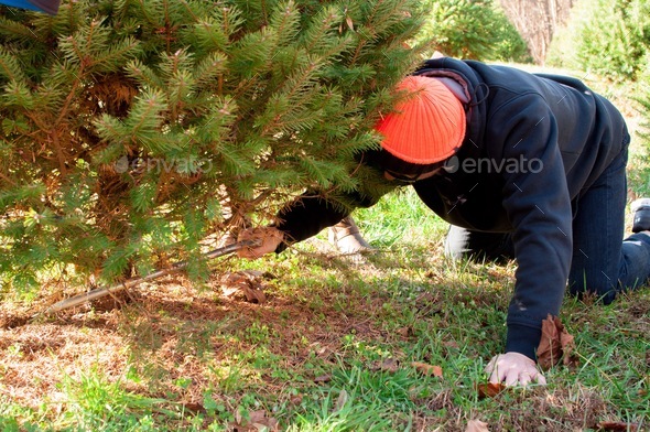 Christmas tree cutting Stock Photo by Aschmidt0073 | PhotoDune