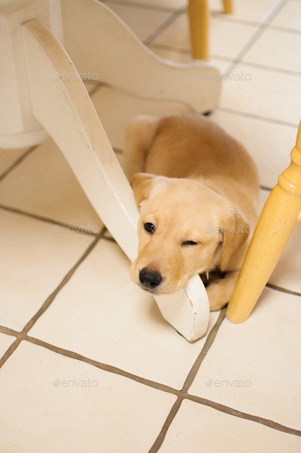 Sleepy pup with one eye open Stock Photo by Aschmidt0073 | PhotoDune