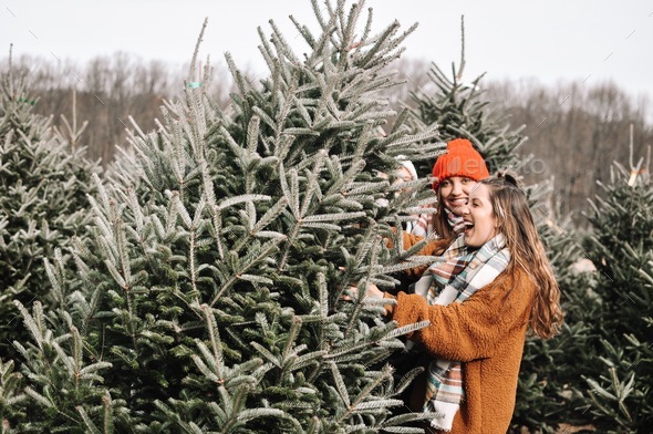 Christmas Tree Shenanigans Stock Photo by Aschmidt0073 | PhotoDune