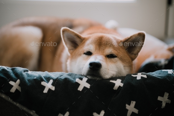 dog sleepy old pet cute puppy on bed watching waiting sad lonely alone ...