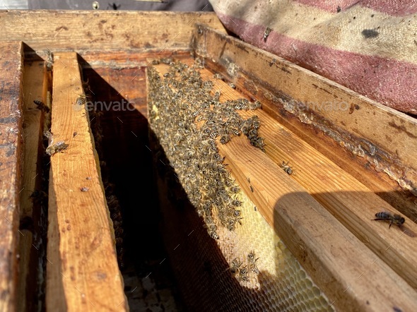 Frame with honey bees, open and sealed brood and honey. Stock Photo by ...