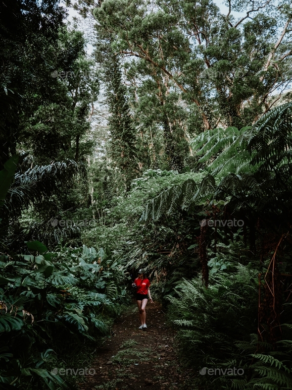 Hiking outdoors nature fort jungle tropical large tall green trees ...