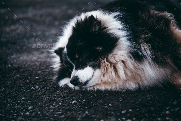 Fluffy sheep dog Iceland guard working herding tired sleeping outside ...