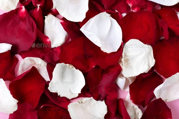 Background with red and white rose petals Stock Photo by kcuxen | PhotoDune