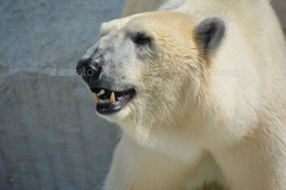 Smiling polar bear Stock Photo by Threetails05 | PhotoDune