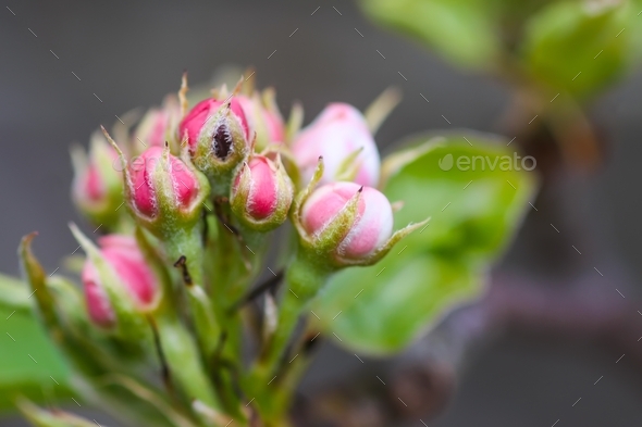 Apple tree buds. Flowering season. Apple tree at spring. Fruit tree ...