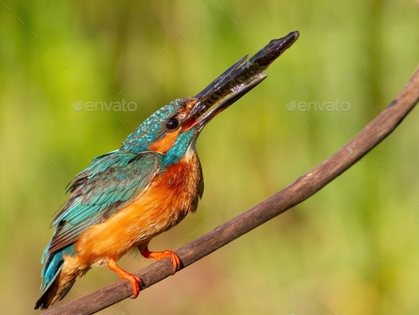Common kingfisher, Alcedo atthis. A bird catches a young pike Stock ...